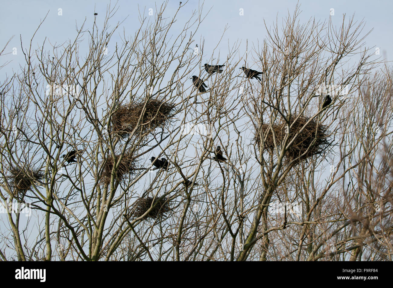 Rooks at rookery - Corvus frugilegus Stock Photo - Alamy