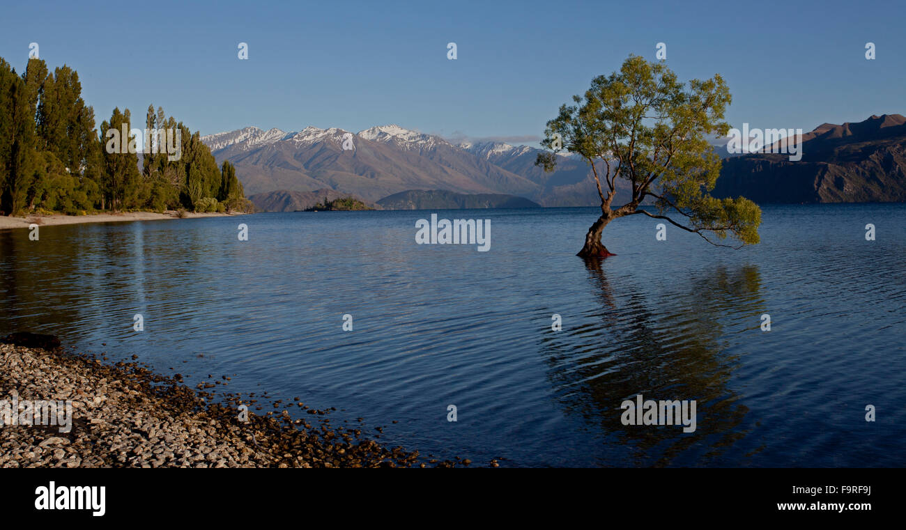 Lake Wanaka with its iconic willow tree and the snow-capped mountains ...