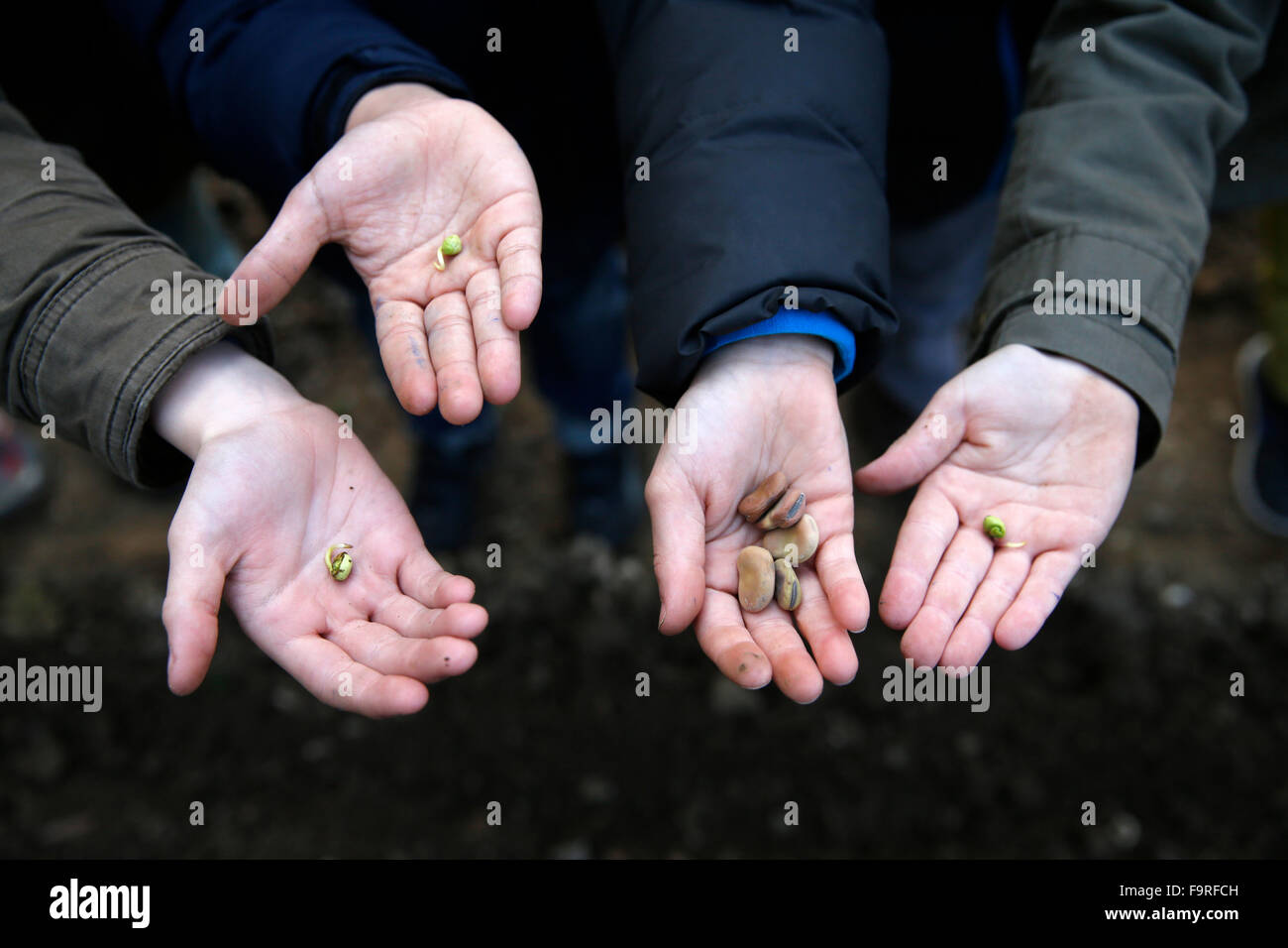 Children showing seeds Stock Photo - Alamy