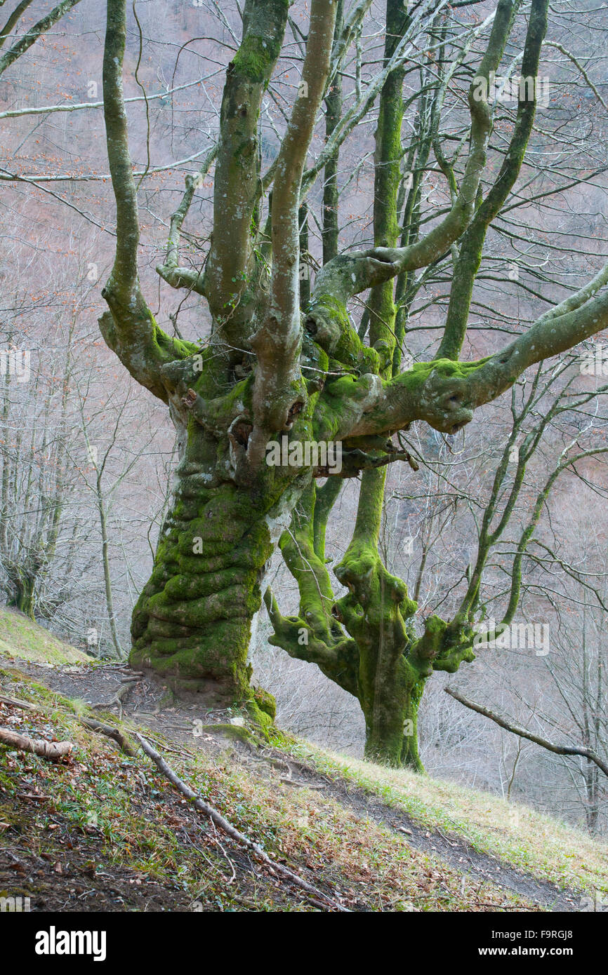 Trees from the mysterious forests of the Basque Country Stock Photo - Alamy