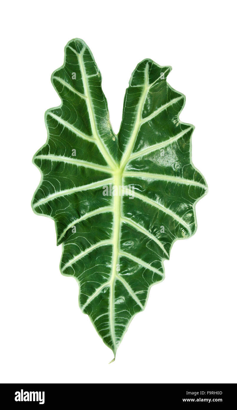 Alocasia hi-res stock photography and images - Alamy