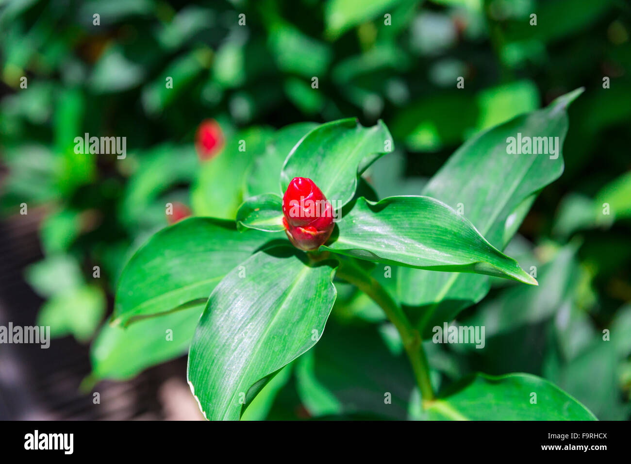 Nong Nooch tropical garden in Thailand Stock Photo - Alamy