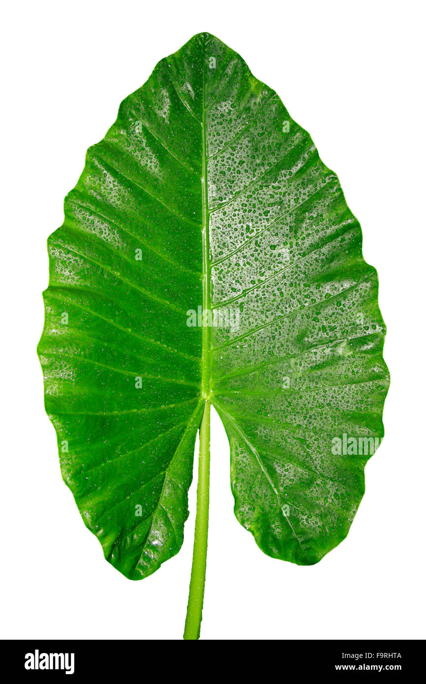 Elephant ear plant colocasia Cut Out Stock Images & Pictures - Alamy
