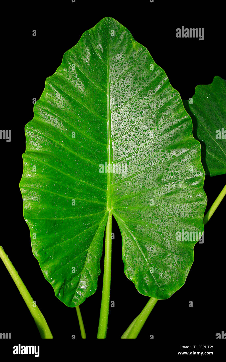 a large leaf isolated on a black background Stock Photo - Alamy