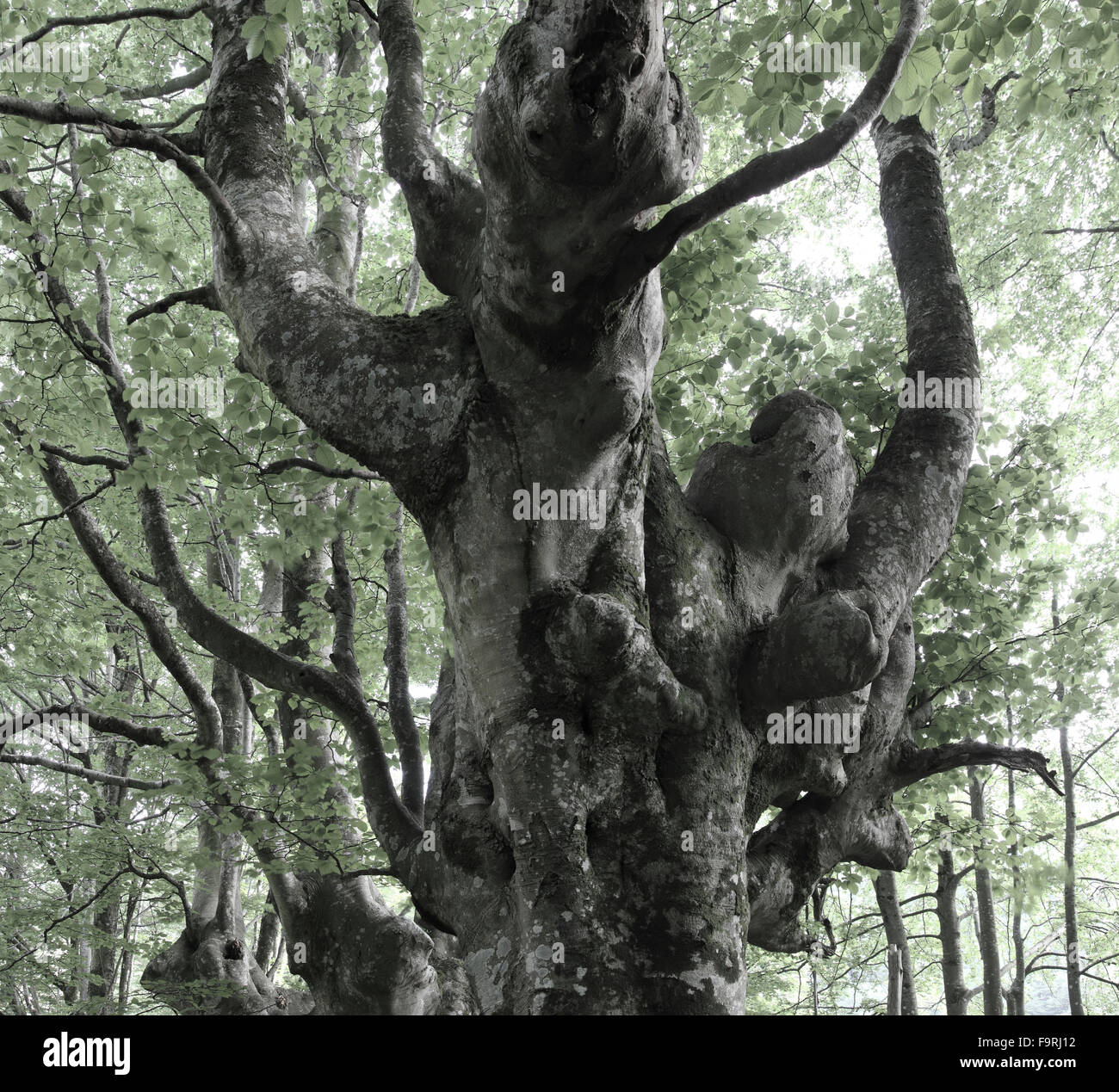 Trees from the mysterious forests of the Basque Country Stock Photo - Alamy