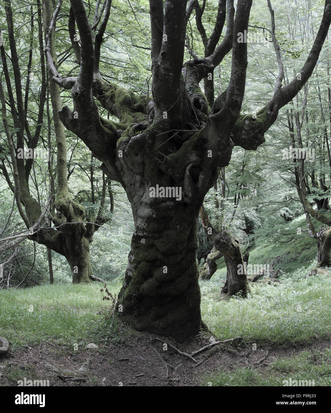 Trees from the mysterious forests of the Basque Country Stock Photo - Alamy