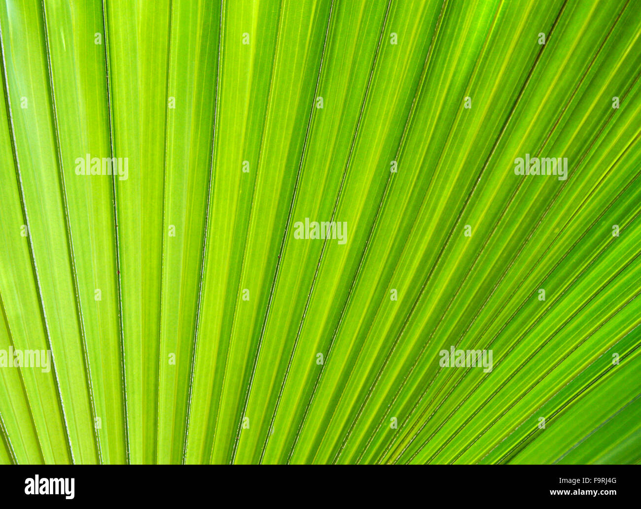 a single lime green palm leaf for background Stock Photo - Alamy