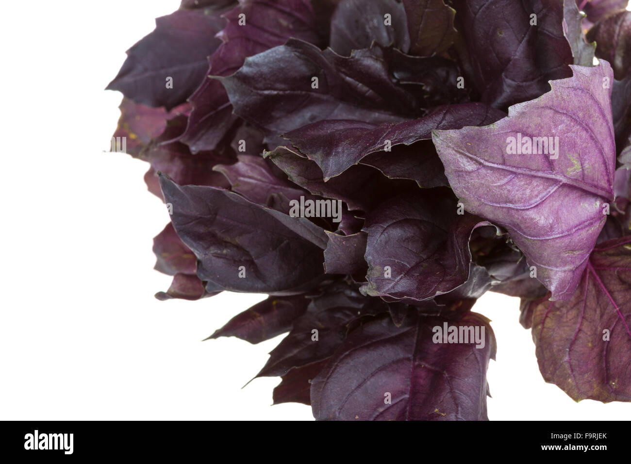 Sweet dark red basil leaves Stock Photo - Alamy