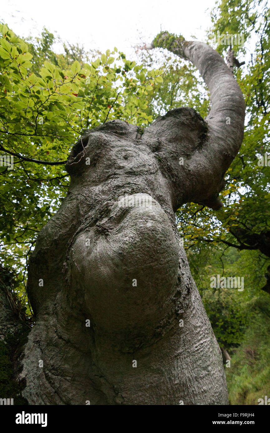 pregnant woman shaped tree Stock Photo - Alamy