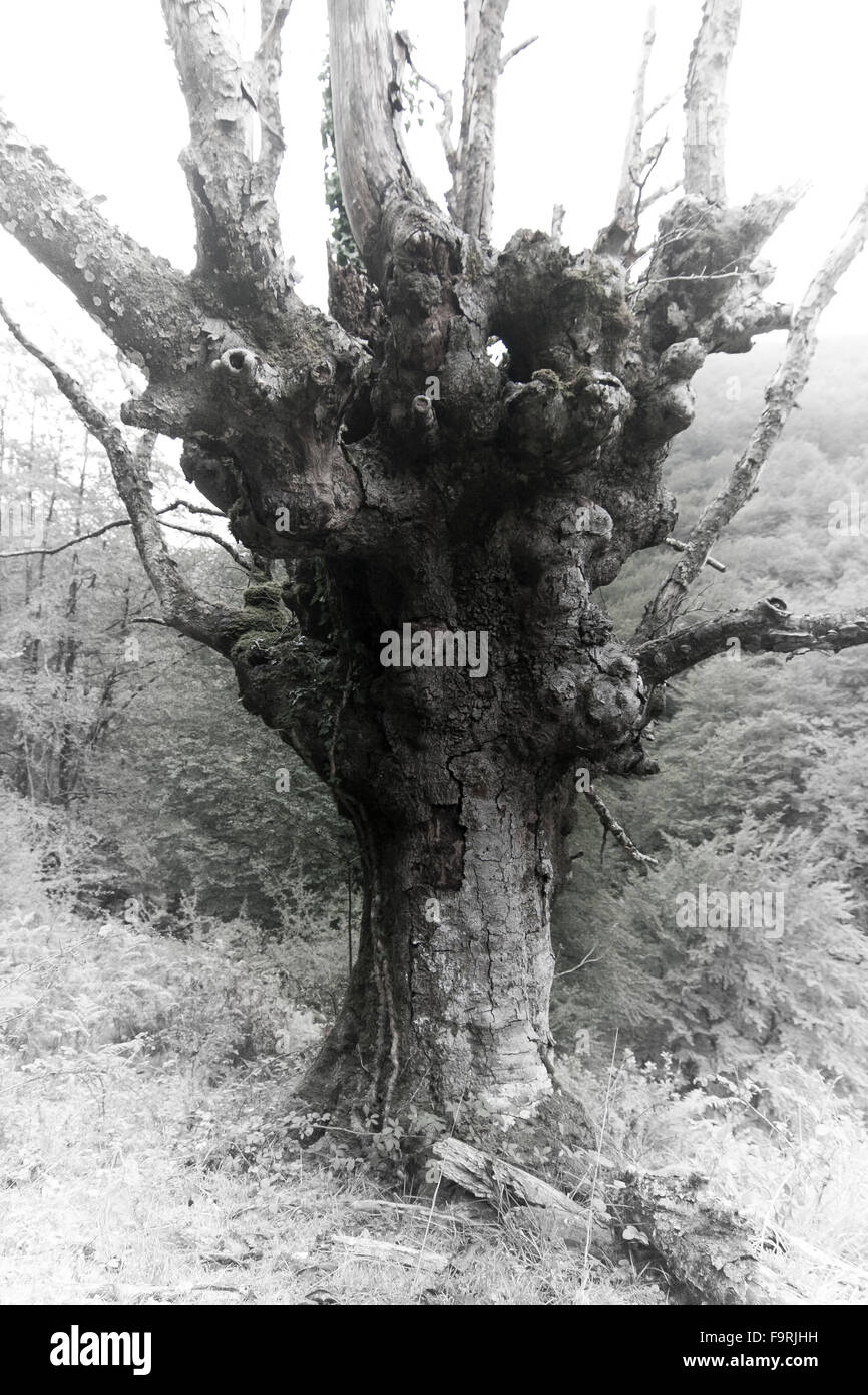 Trees from the mysterious forests of the Basque Country Stock Photo - Alamy