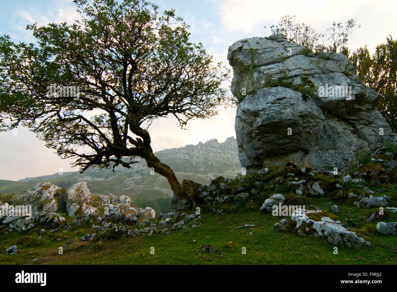 Trees from the mysterious forests of the Basque Country Stock Photo - Alamy
