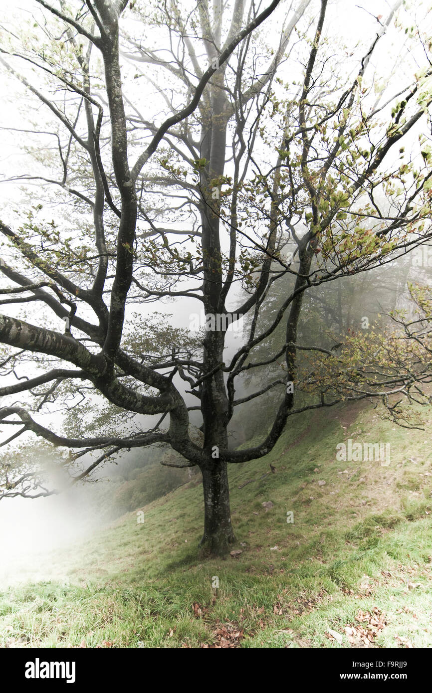 Trees from the mysterious forests of the Basque Country Stock Photo - Alamy