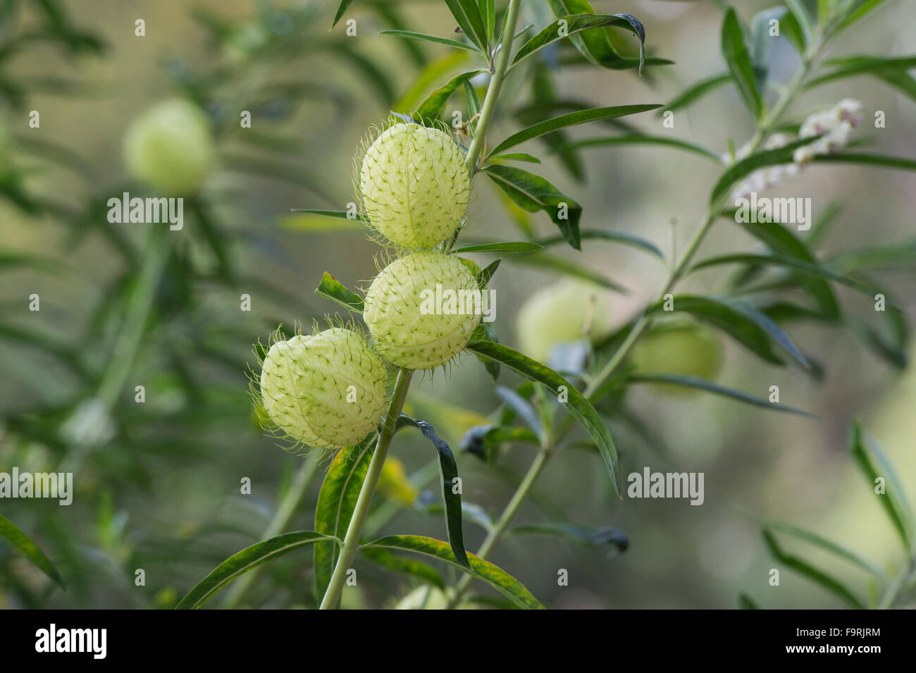 Gomphocarpus Physocarpus