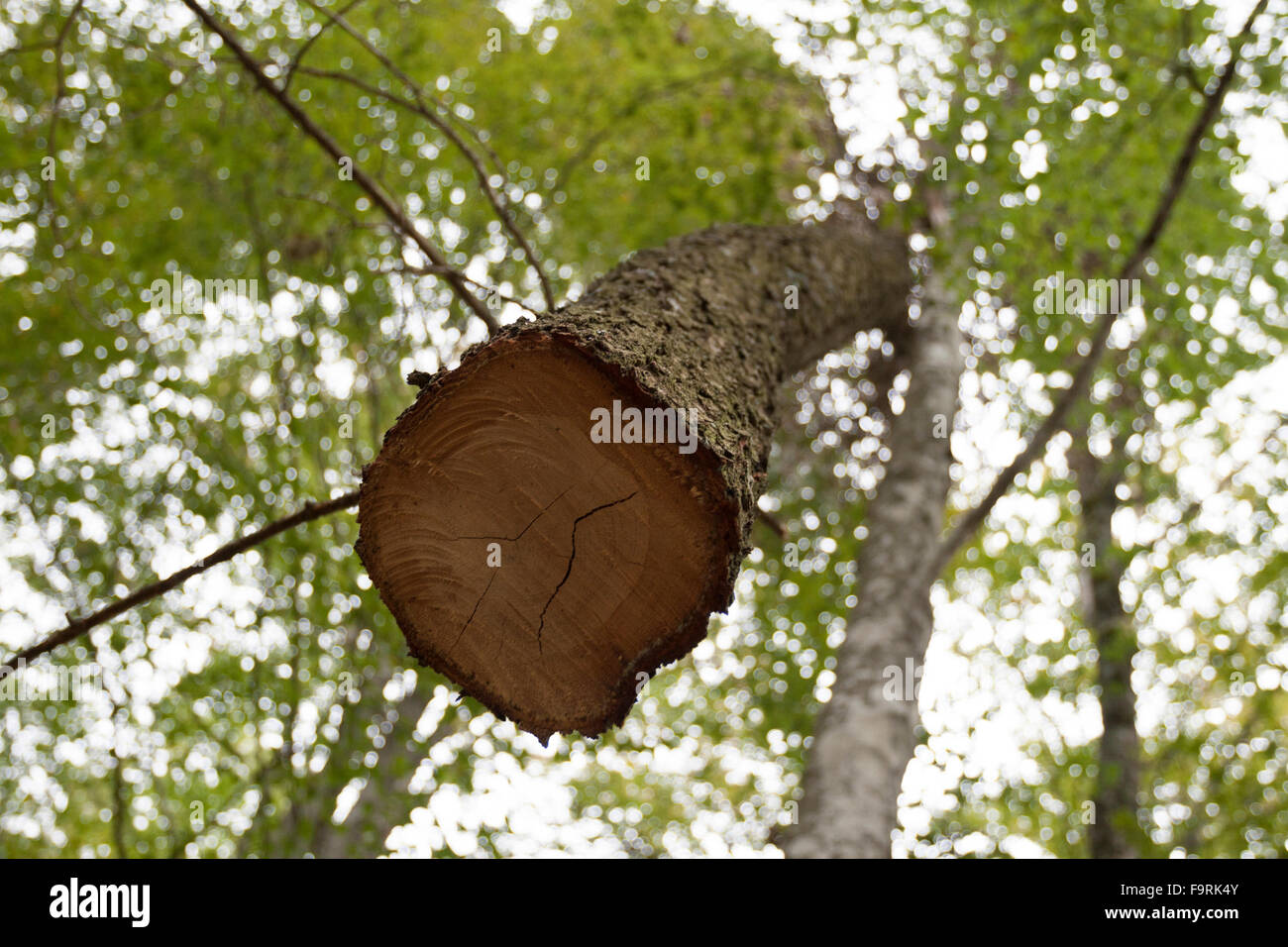 Floating tree hi-res stock photography and images - Alamy