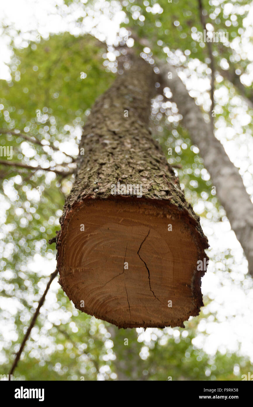 Floating tree hi-res stock photography and images - Alamy