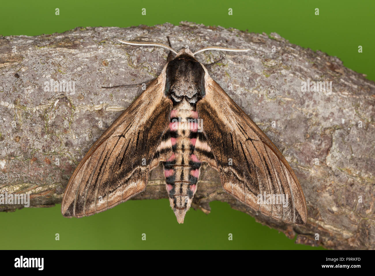 Privet hawkmoth, Privet Hawk-moth, Privet Hawk Moth, Ligusterschwärmer ...