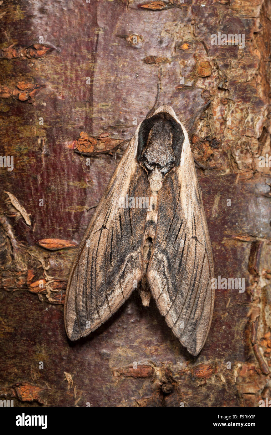 Privet hawkmoth, Privet Hawk-moth, Privet Hawk Moth, Ligusterschwärmer ...
