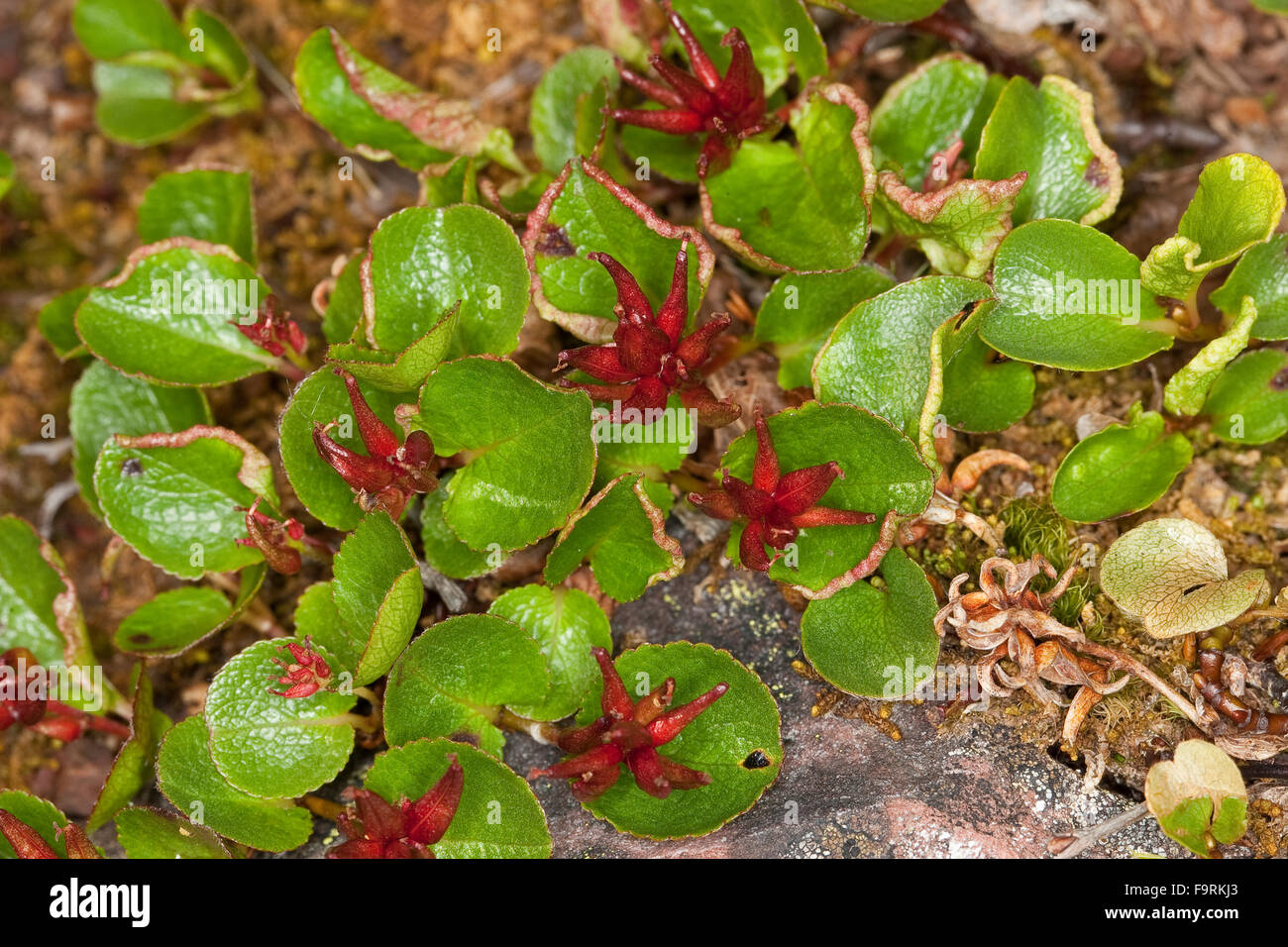 Dwarf Willow, Least Willow, Snowbed, female, fruit, Kraut-Weide ...