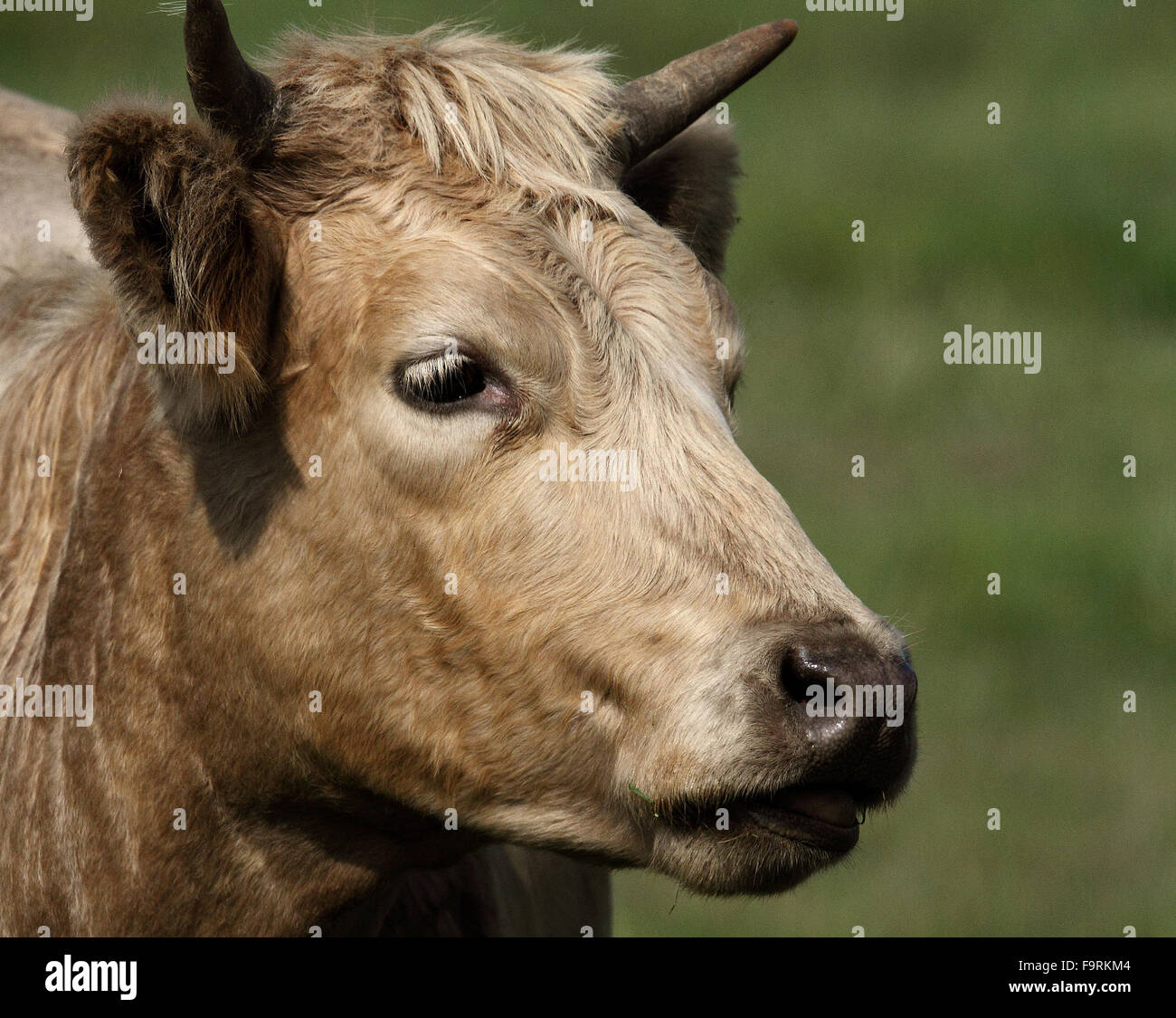 Bull and cow hi-res stock photography and images - Alamy