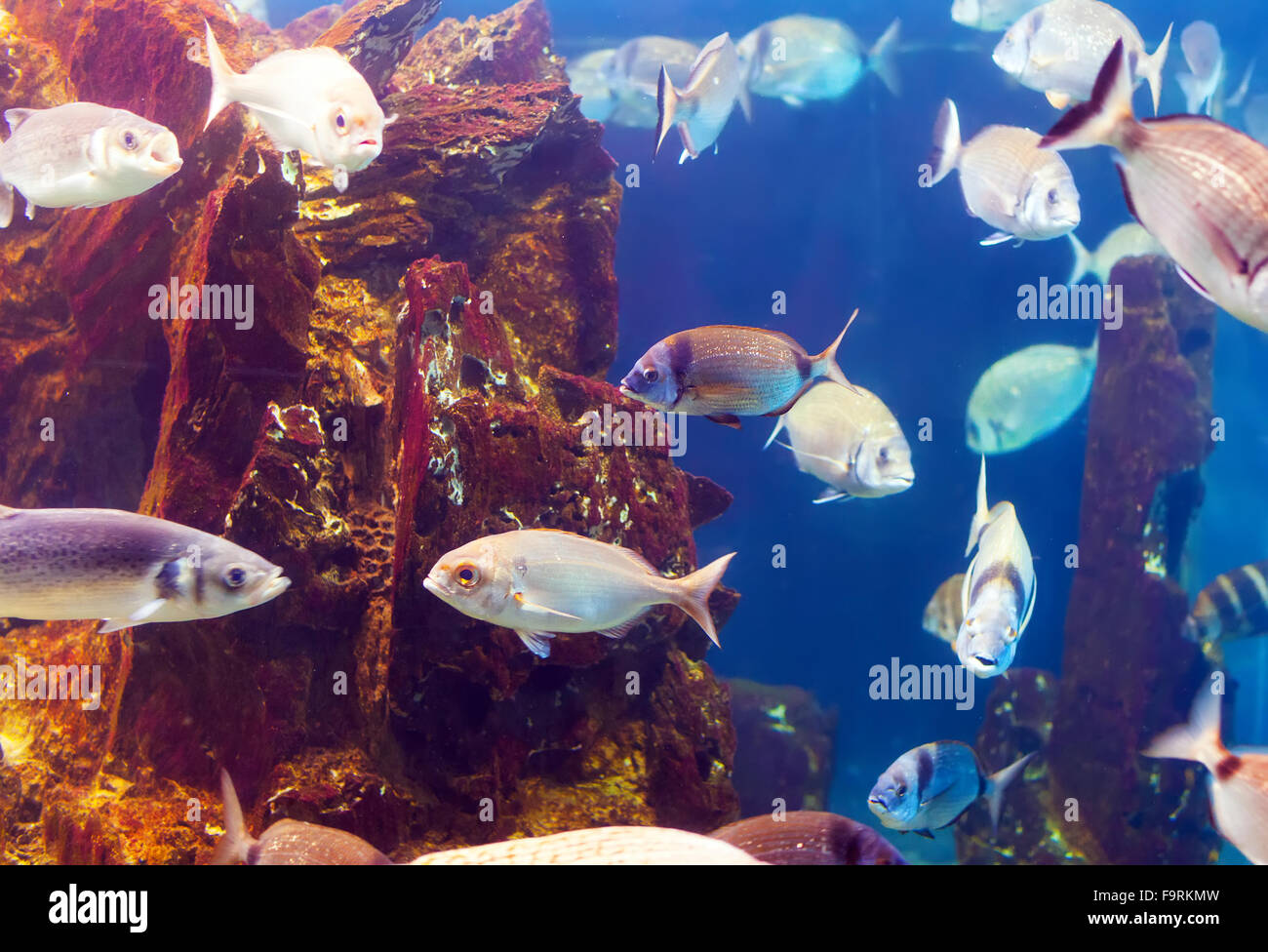 Mediterranean fish in sea water Stock Photo - Alamy