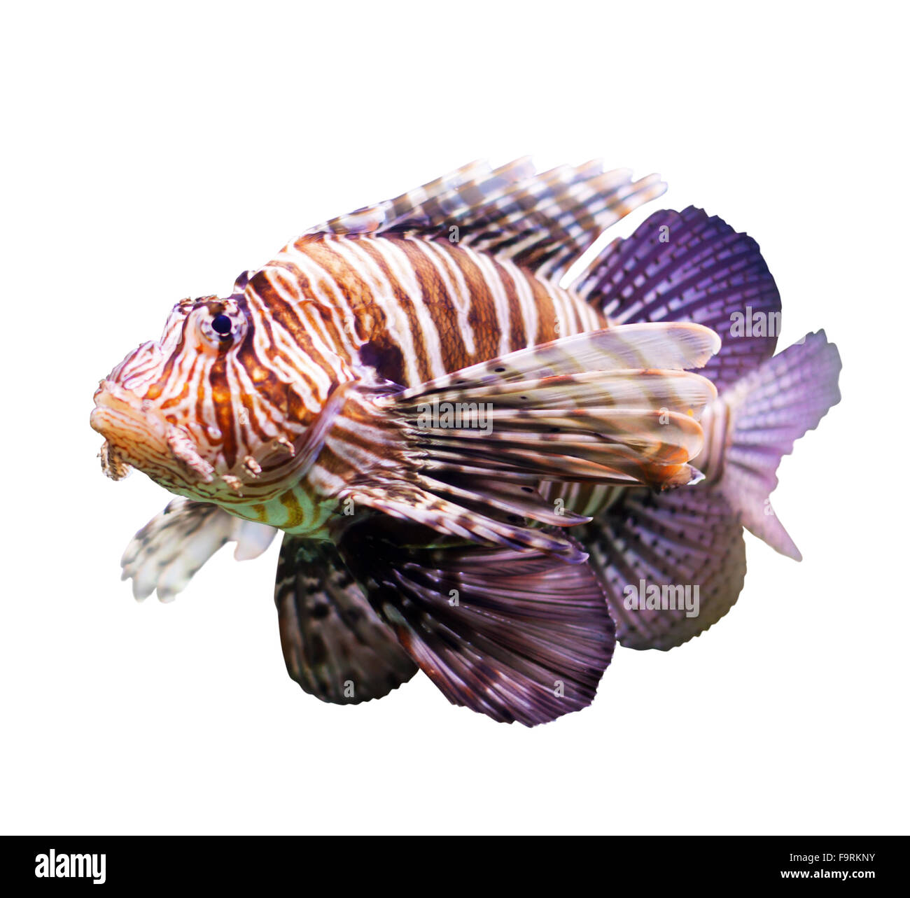 Venomous lionfish Cut Out Stock Images & Pictures - Alamy