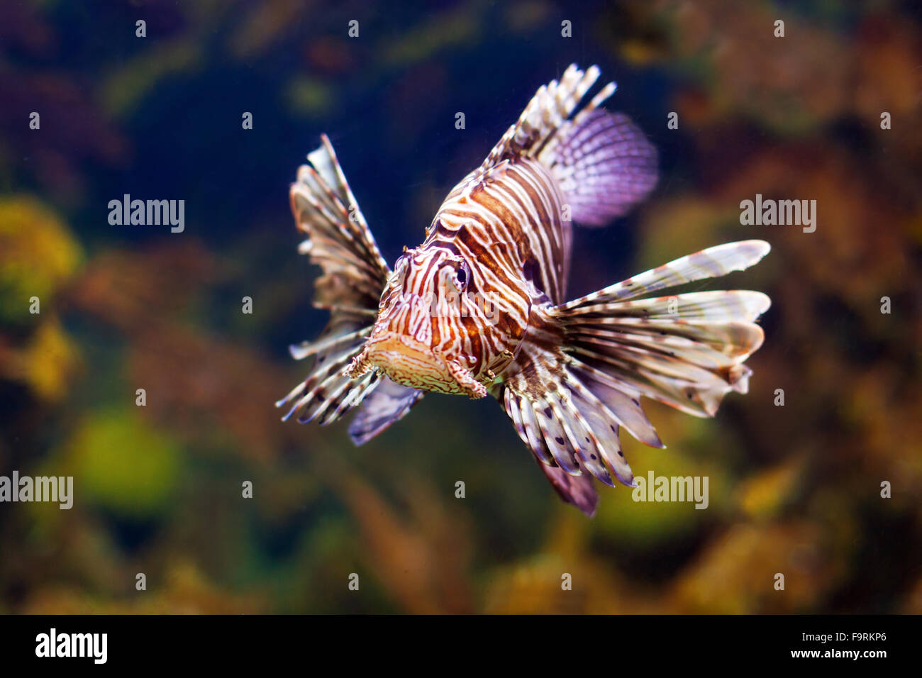 Red lionfish - venomous fish living in coral reef of tropics Stock ...