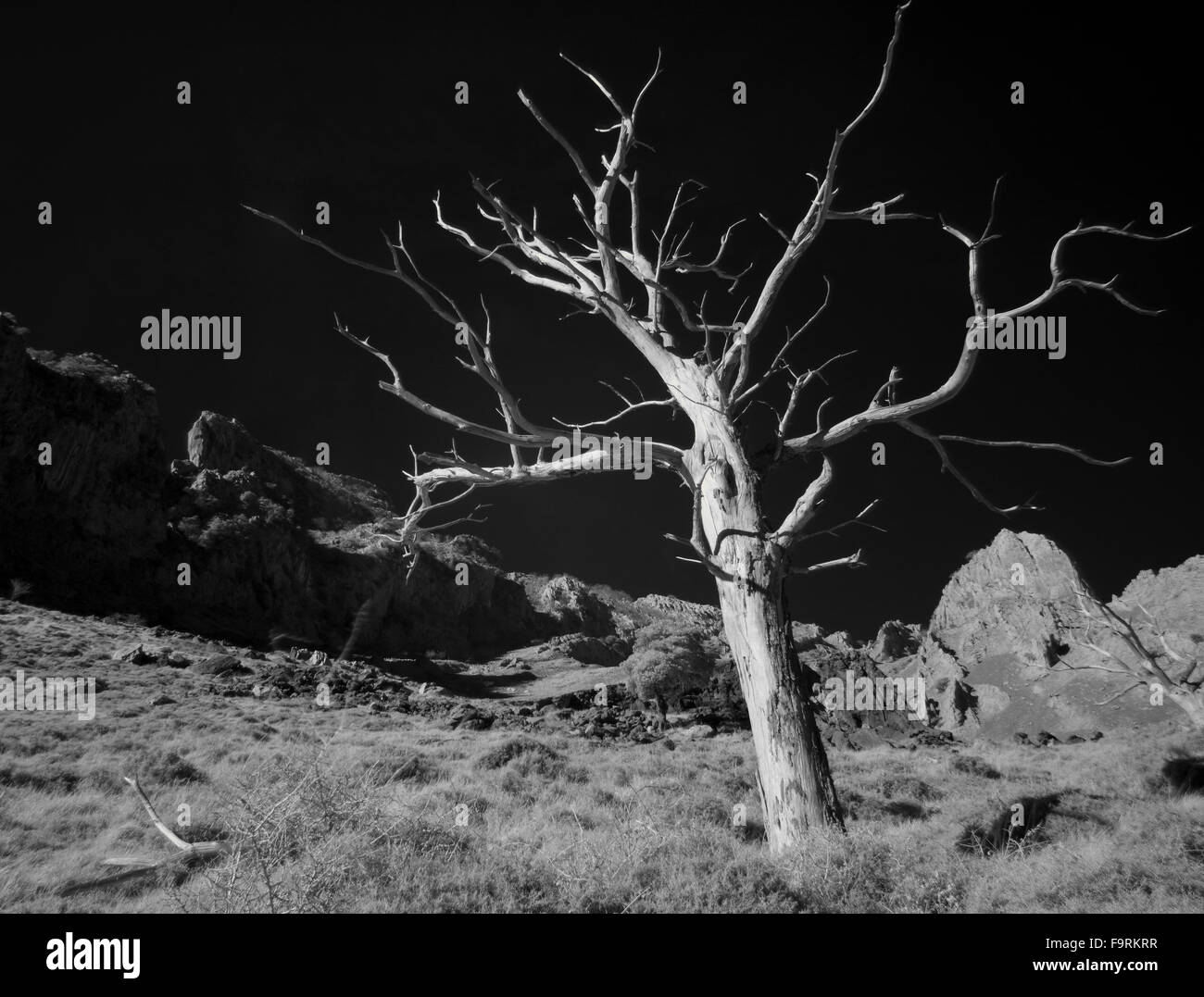 Dead tree with black background Stock Photo - Alamy