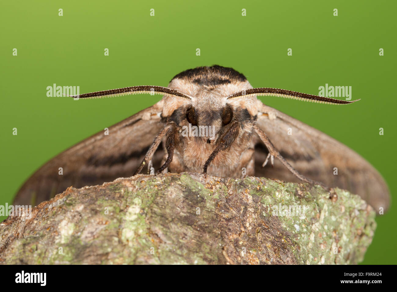 Privet hawkmoth, Privet Hawk-moth, Privet Hawk Moth, Portrait, Porträt ...