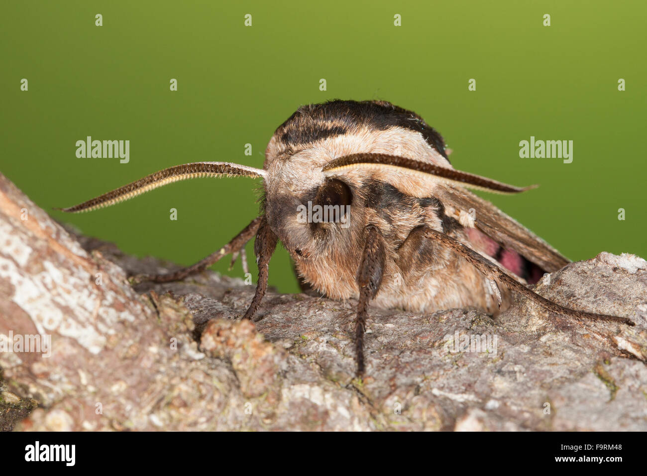 Privet hawkmoth, Privet Hawk-moth, Privet Hawk Moth, Portrait, Porträt ...