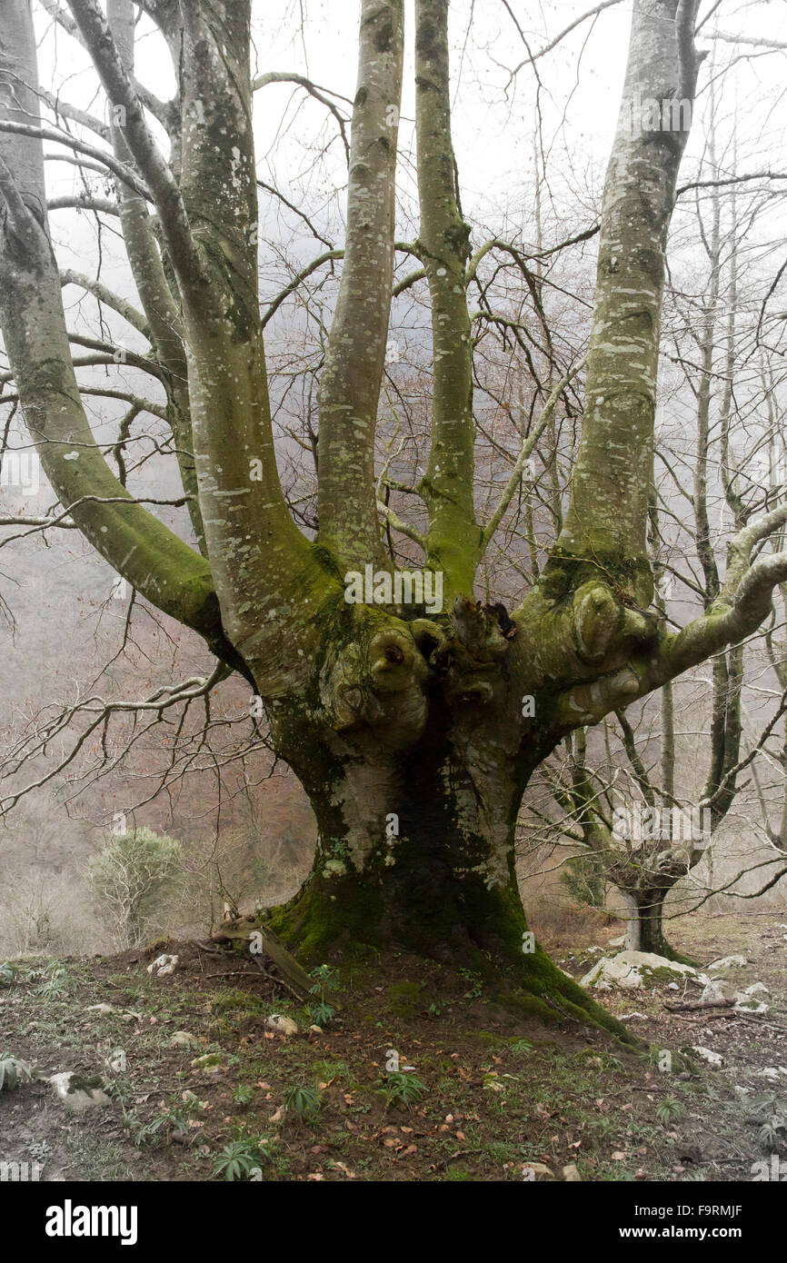 Trees from the mysterious forests of the Basque Country Stock Photo - Alamy