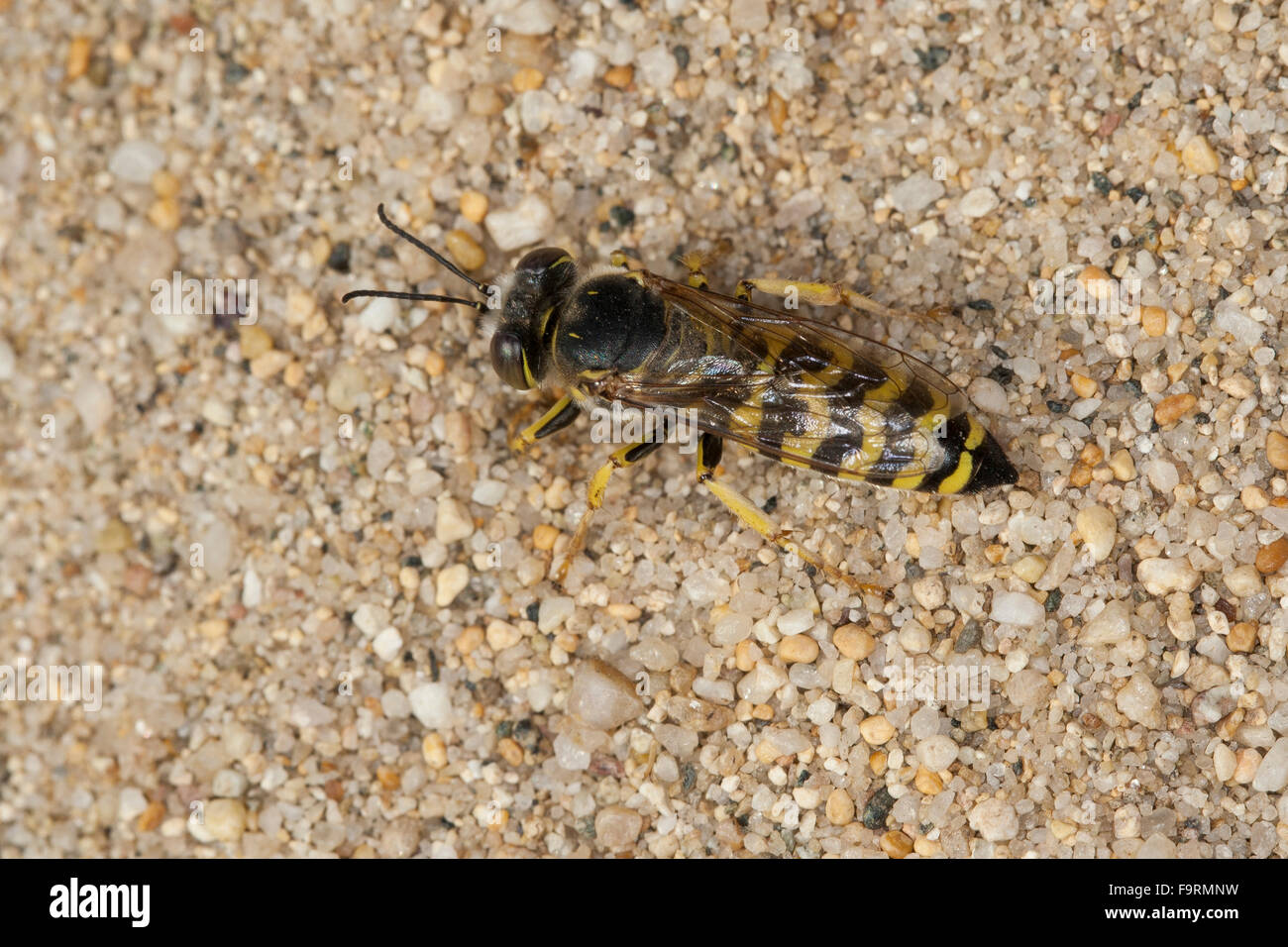 Sand wasp, sand wasps, female, nest, Kreiselwespe, Grabwespe, an ihrem ...