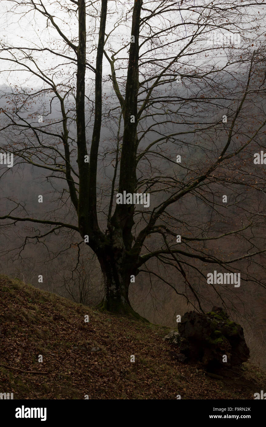 Forests of the Basque Country Stock Photo - Alamy