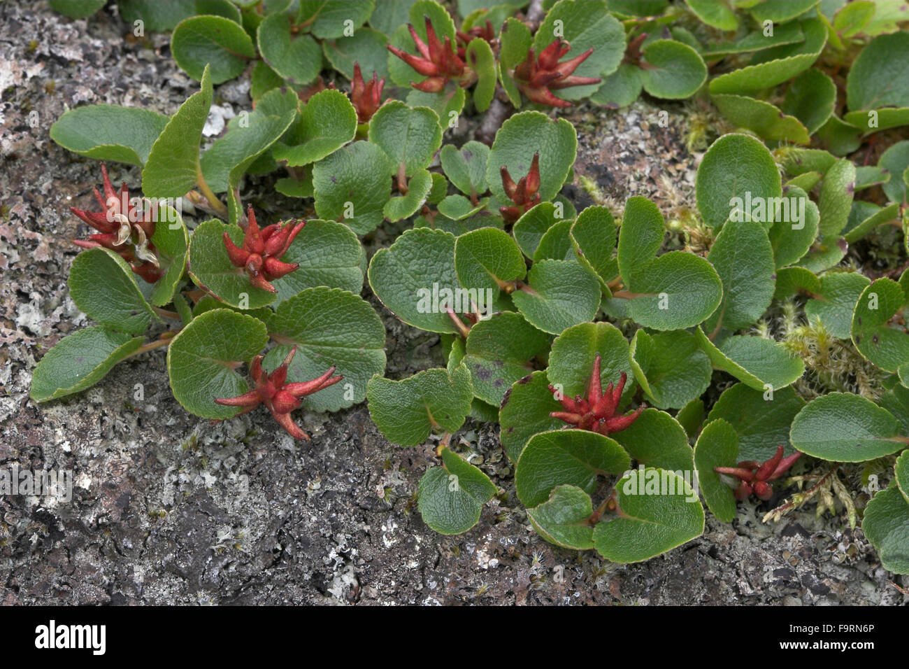 Dwarf Willow, Least Willow, Snowbed, female, fruit, Kraut-Weide ...