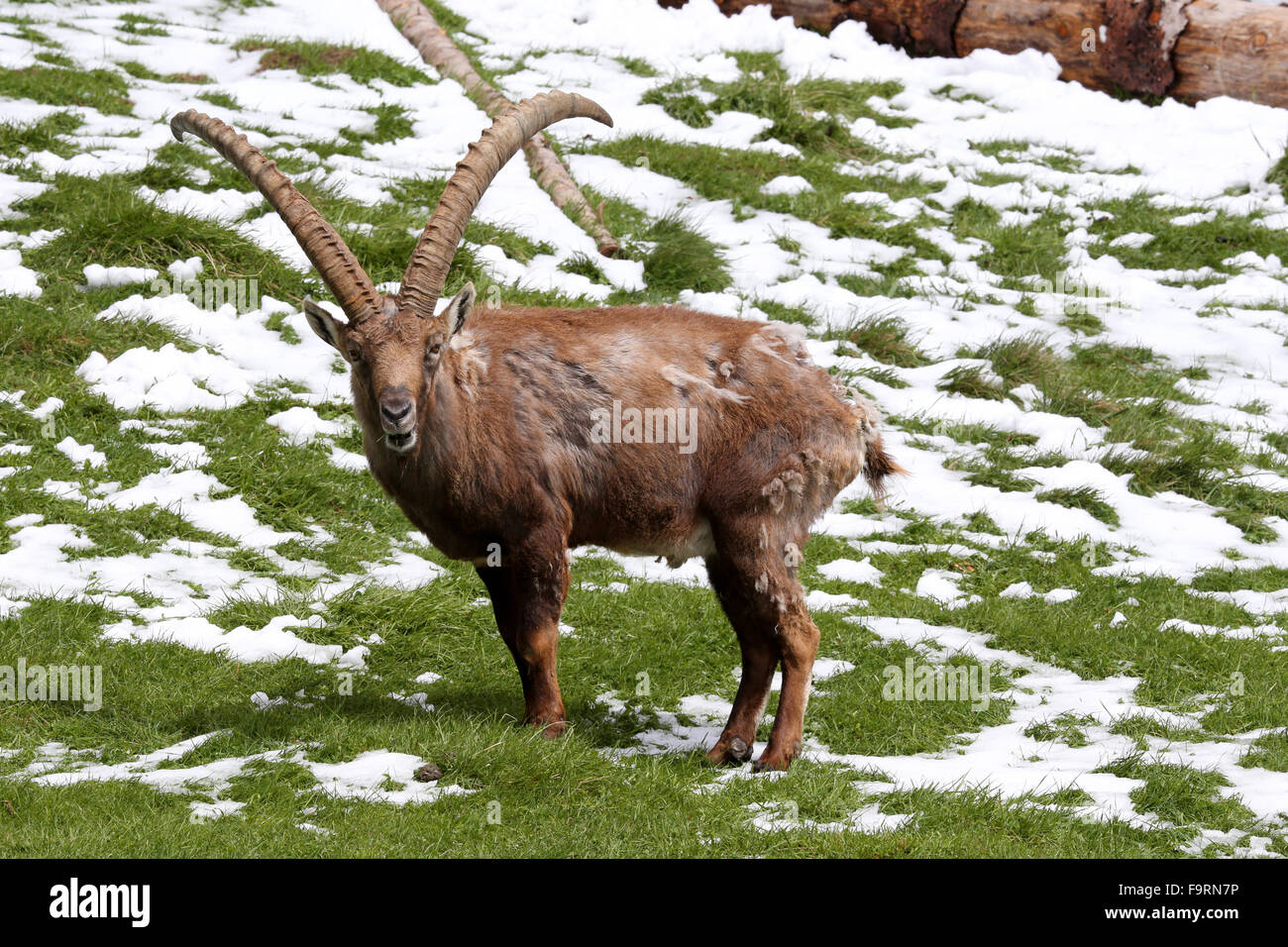 Merlet wildlife park. Ibex, (Capra ibex Stock Photo - Alamy