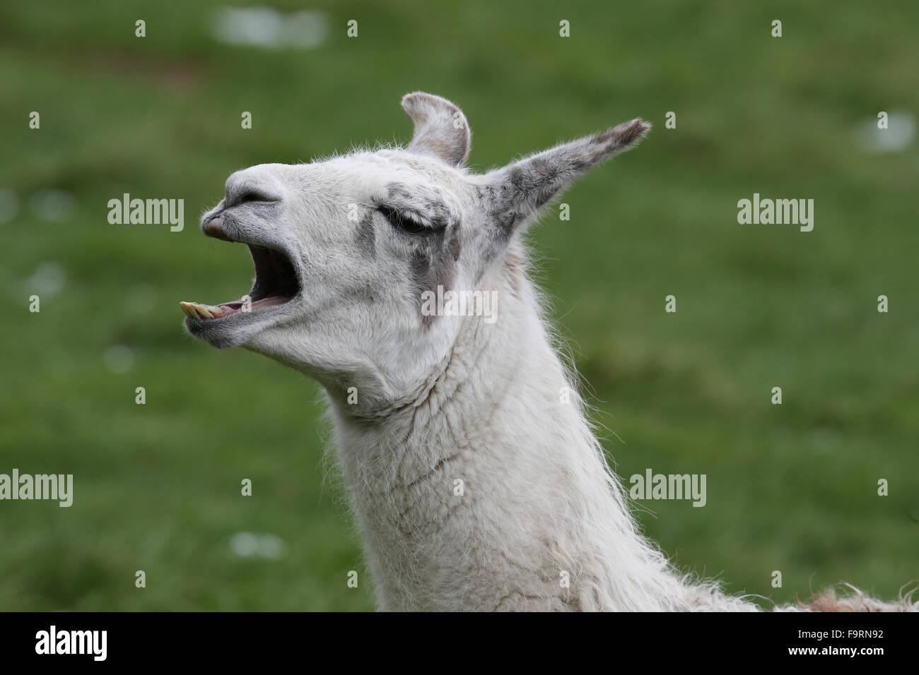 Merlet wildlife park. Llama Stock Photo - Alamy