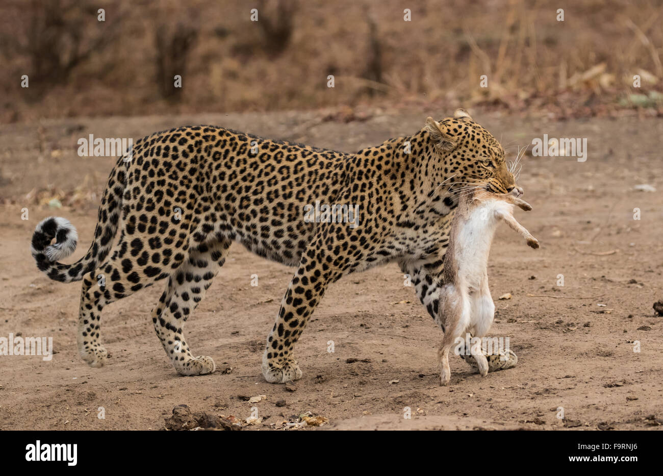 Female leopard hunting hi-res stock photography and images - Alamy