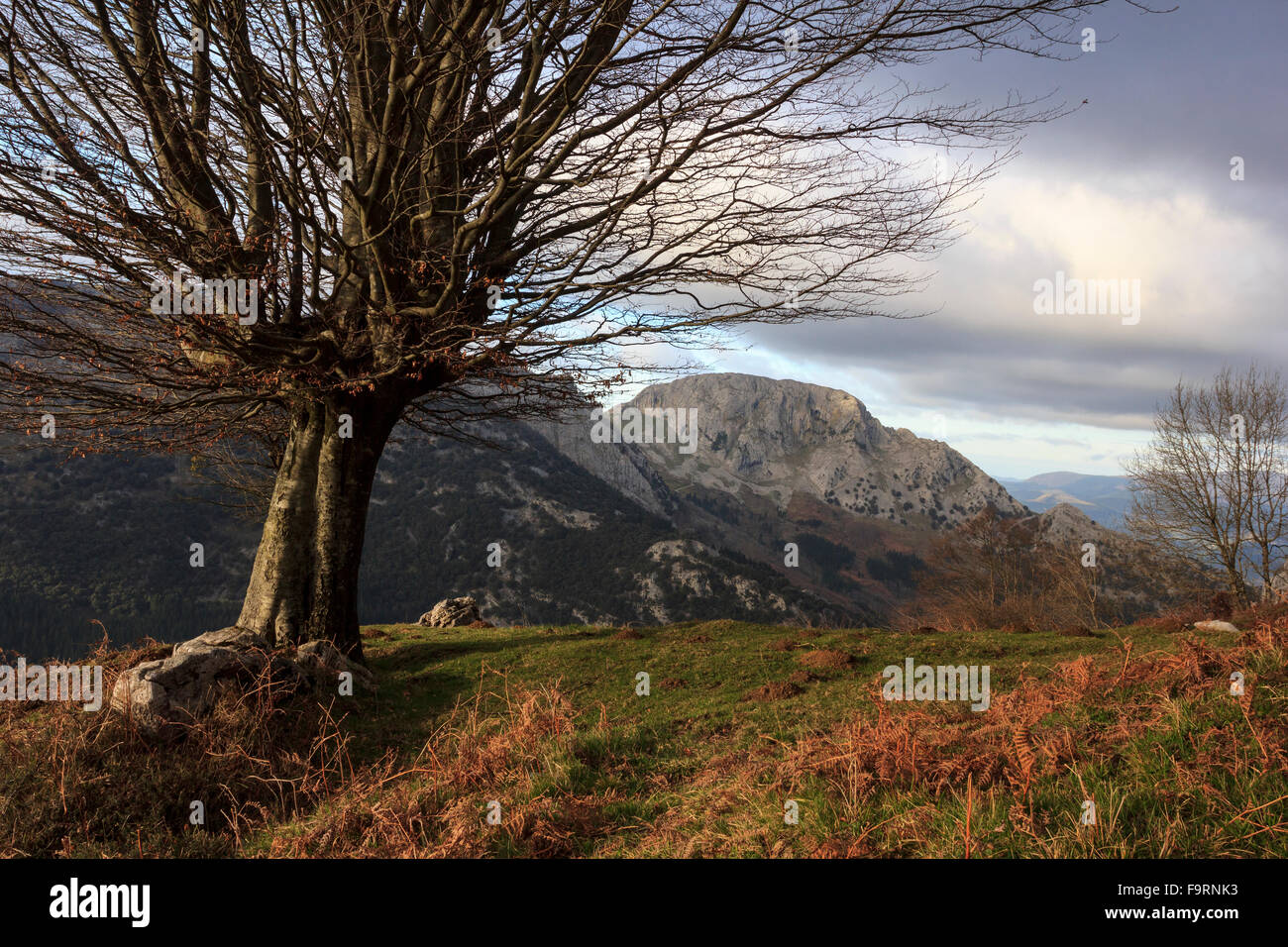 Forests of the Basque Country Stock Photo - Alamy