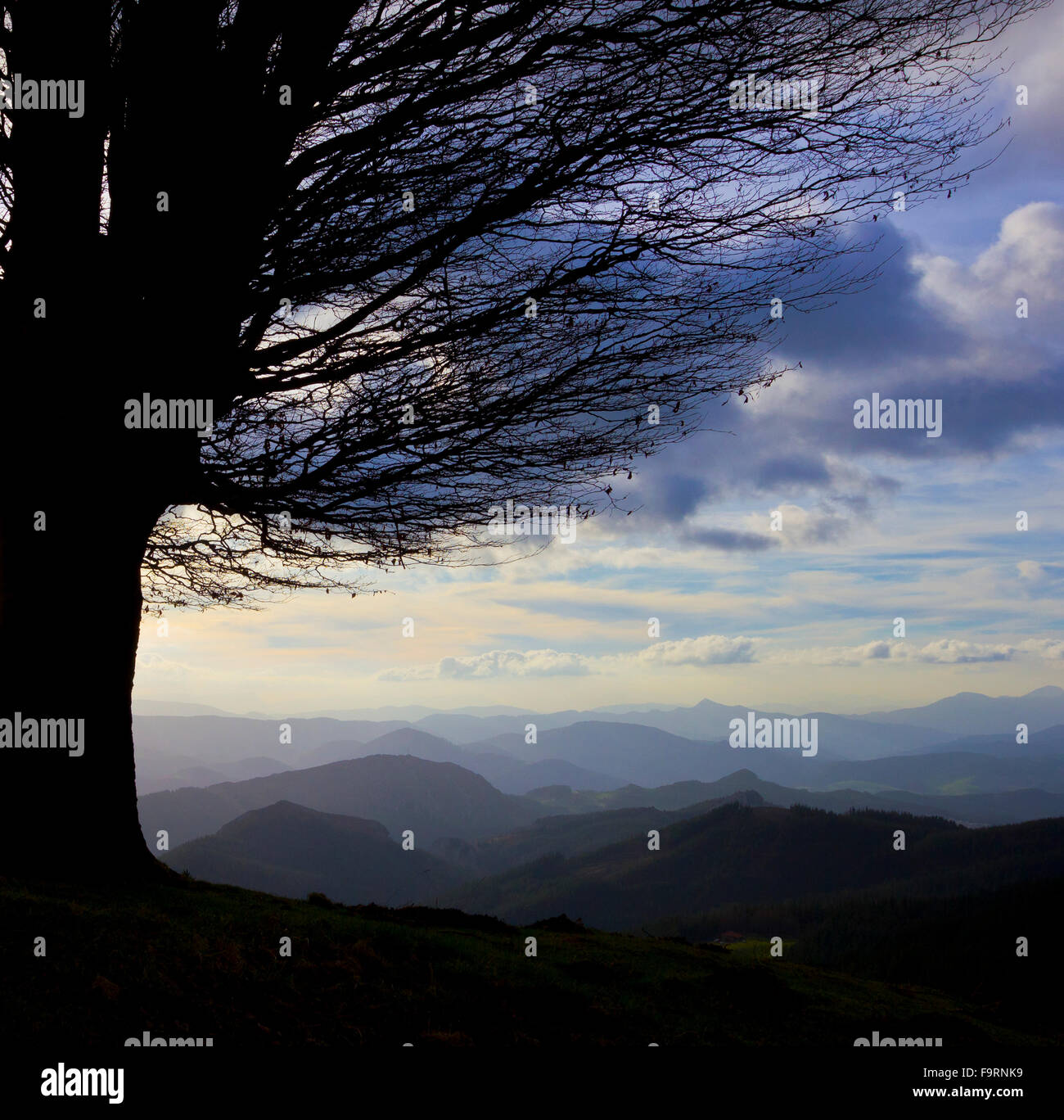 Trees from the mysterious forests of the Basque Country Stock Photo - Alamy