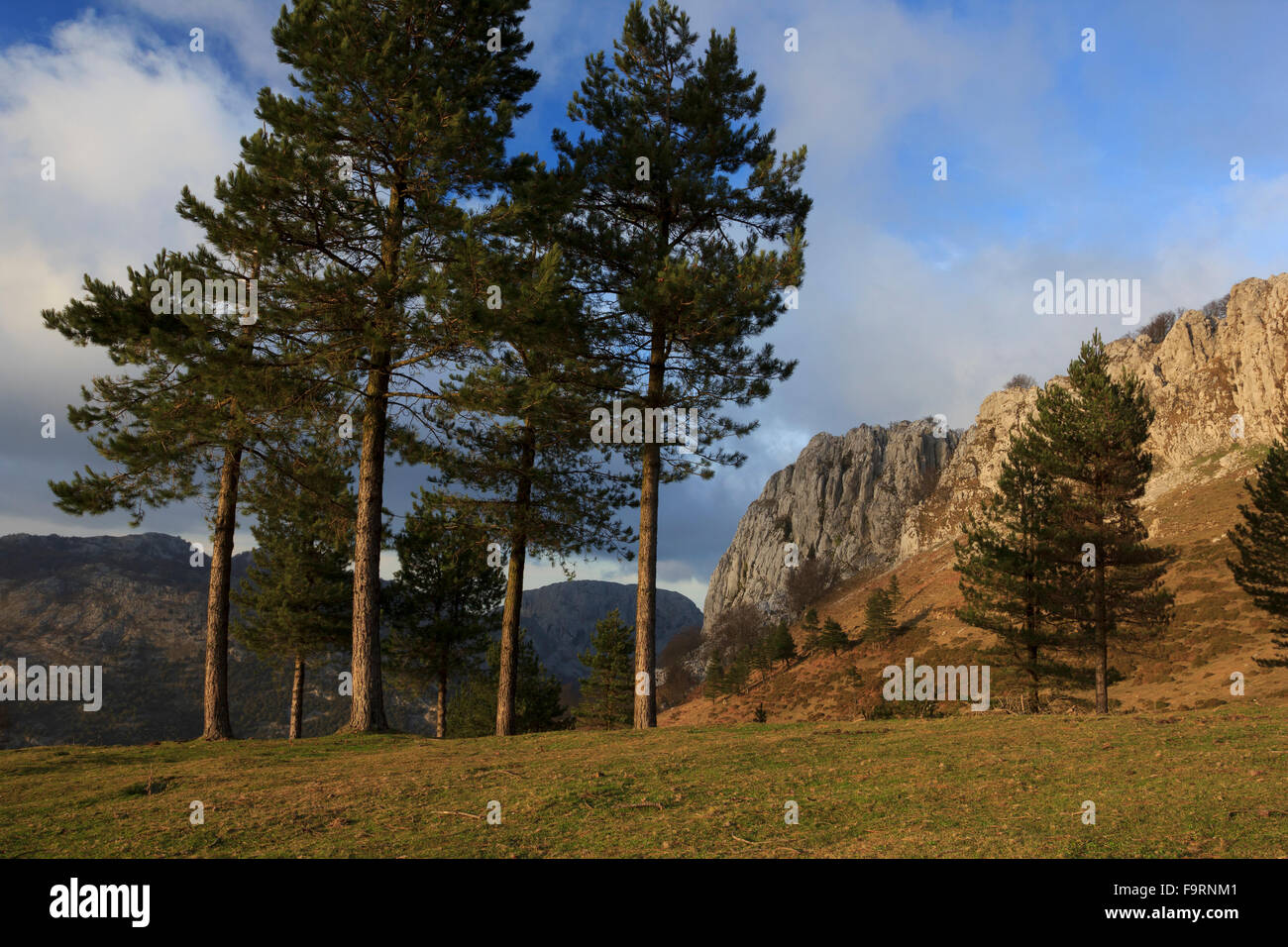 Forests of the Basque Country Stock Photo - Alamy