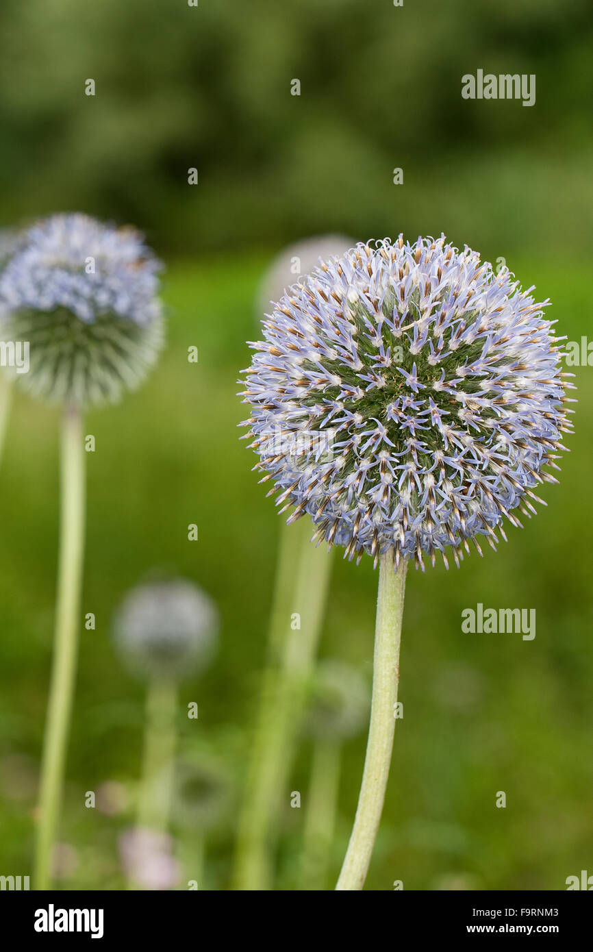 Russian Globe Thistle, Globe-Thistle, tall globethistle, Drüsenlose ...