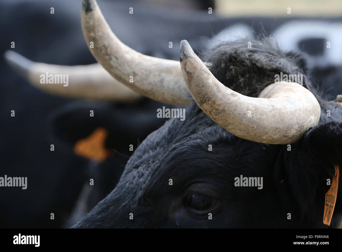Eringer breed hi-res stock photography and images - Alamy