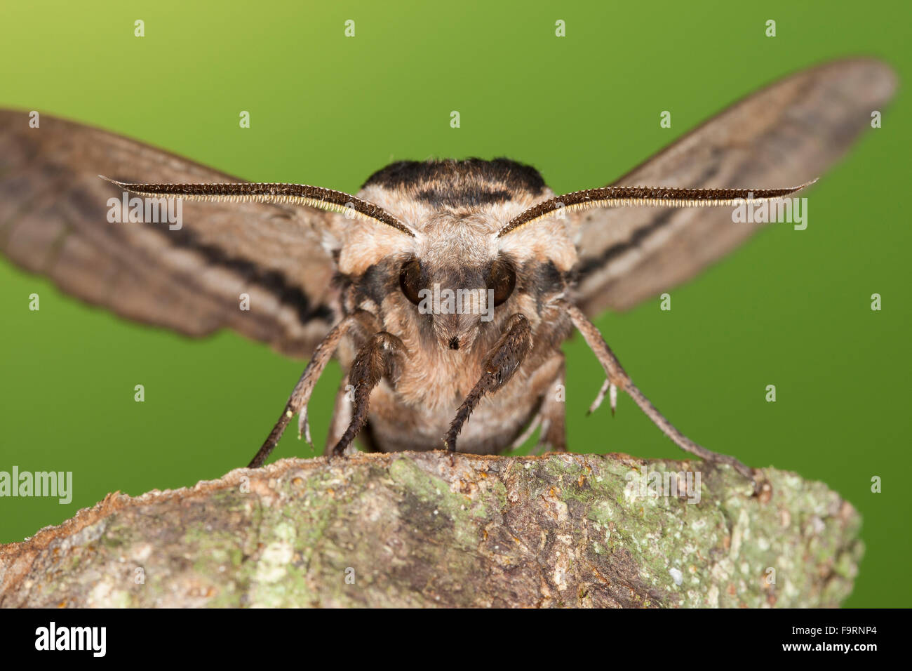Privet hawkmoth, Privet Hawk-moth, Privet Hawk Moth, Portrait, Porträt ...