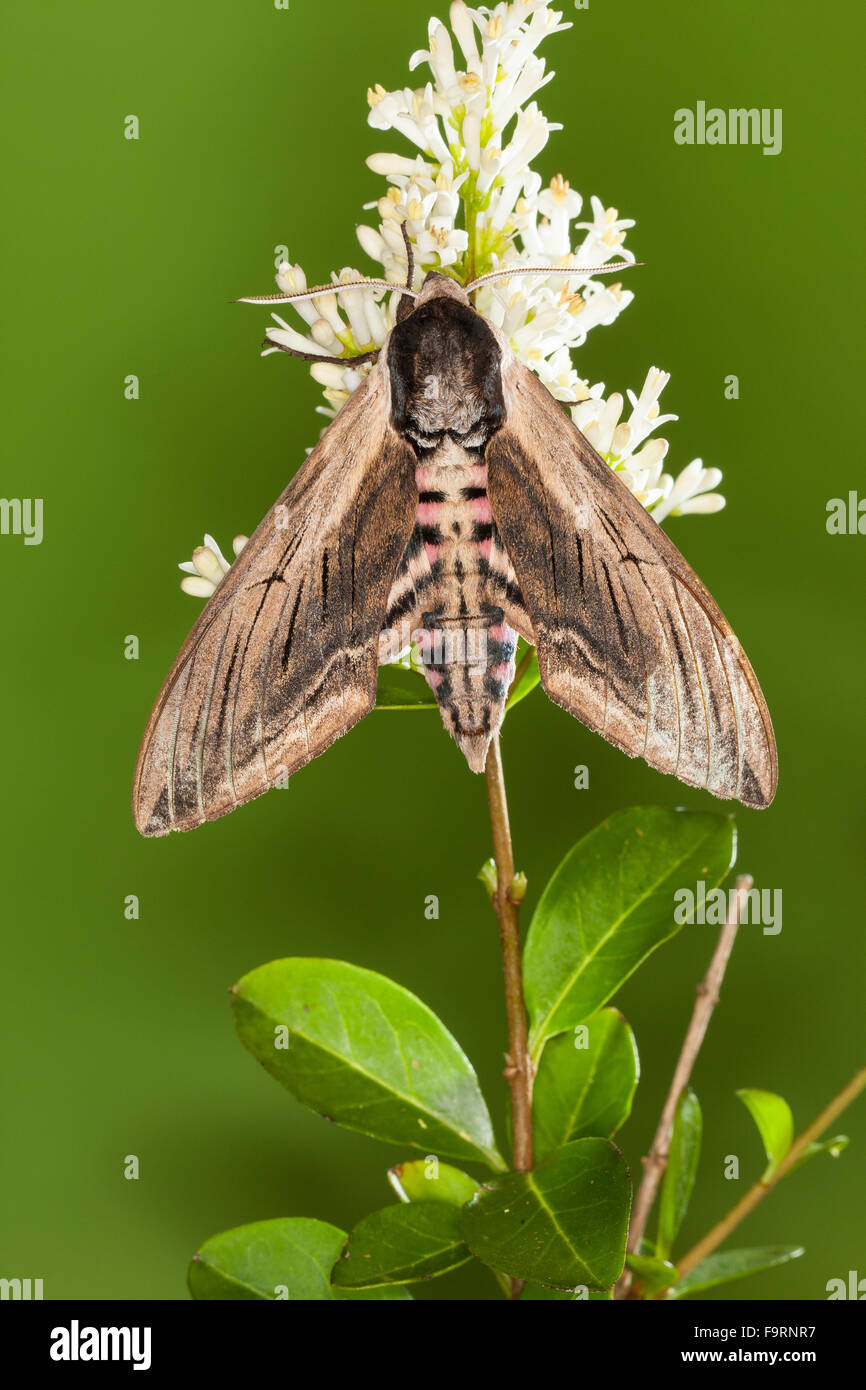 Privet hawkmoth, Privet Hawk-moth, Privet Hawk Moth, Ligusterschwärmer ...