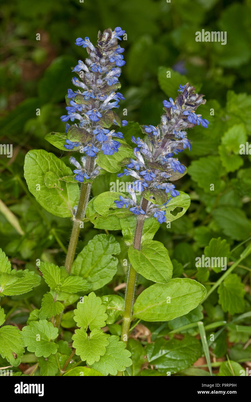 Carpet Bugleweed