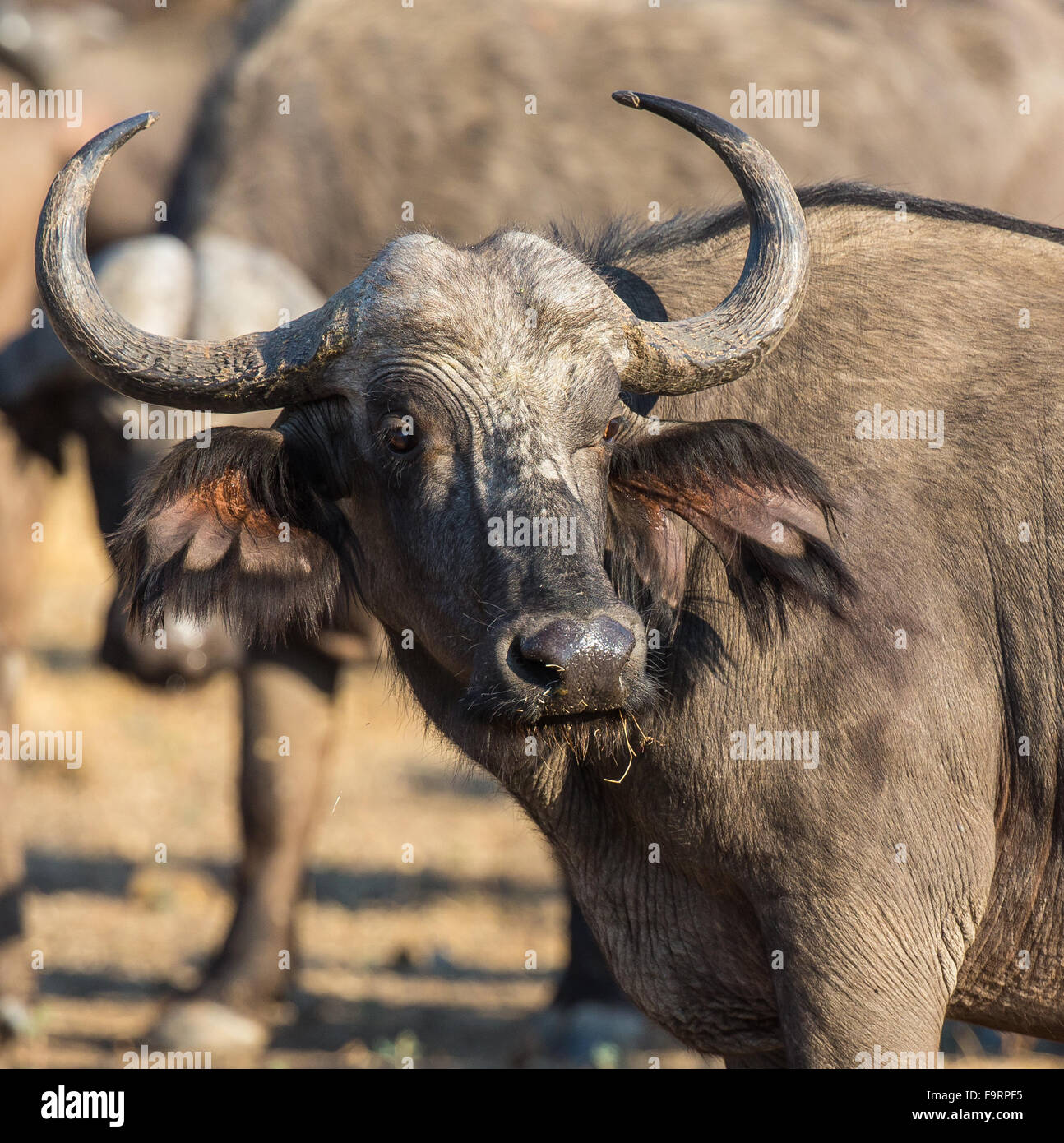 Buffalo big five hi-res stock photography and images - Alamy