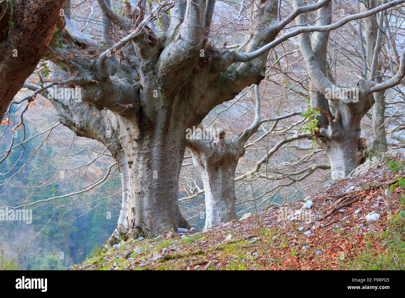 Forests of the Basque Country Stock Photo - Alamy