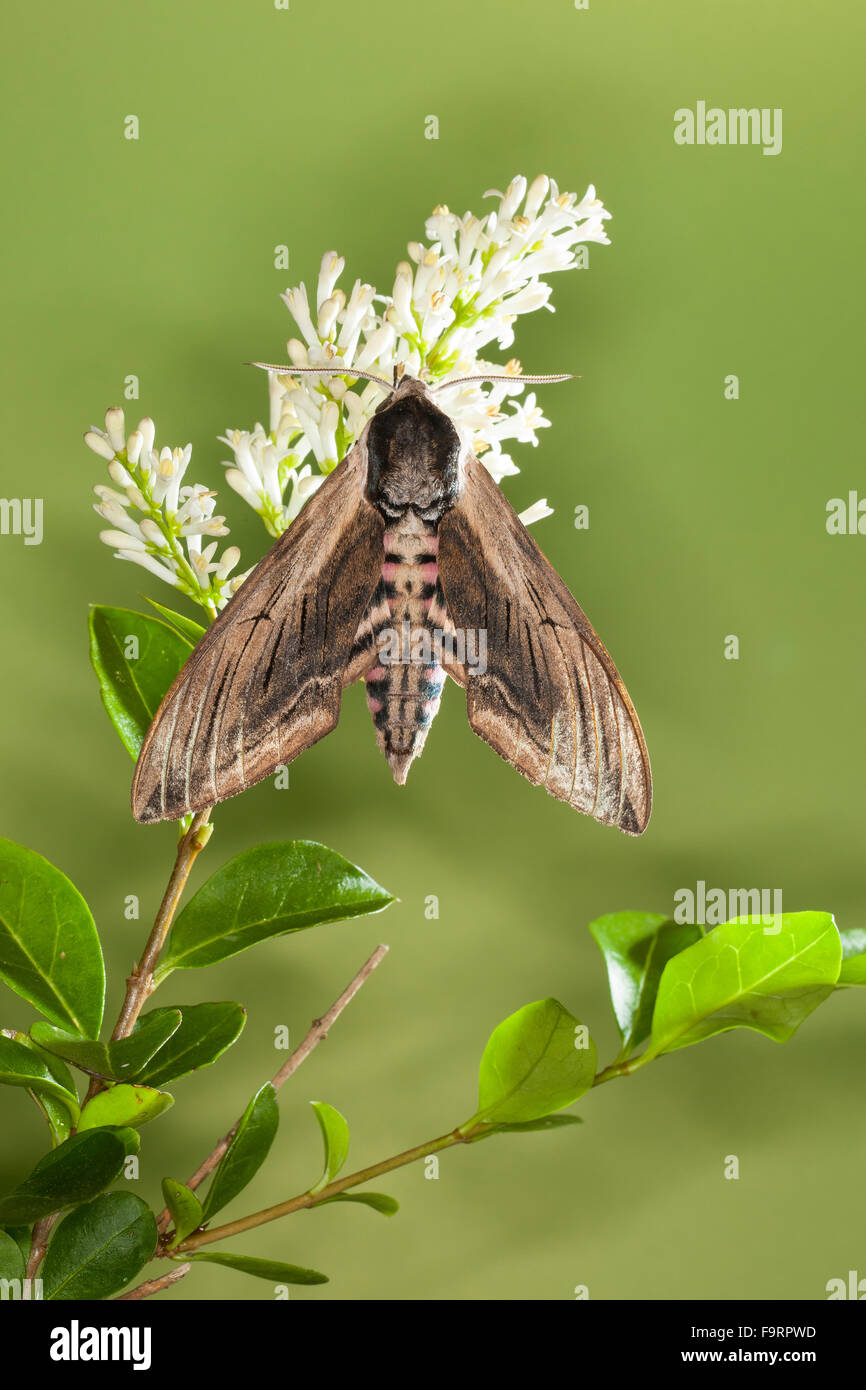 Privet hawkmoth, Privet Hawk-moth, Privet Hawk Moth, Ligusterschwärmer ...
