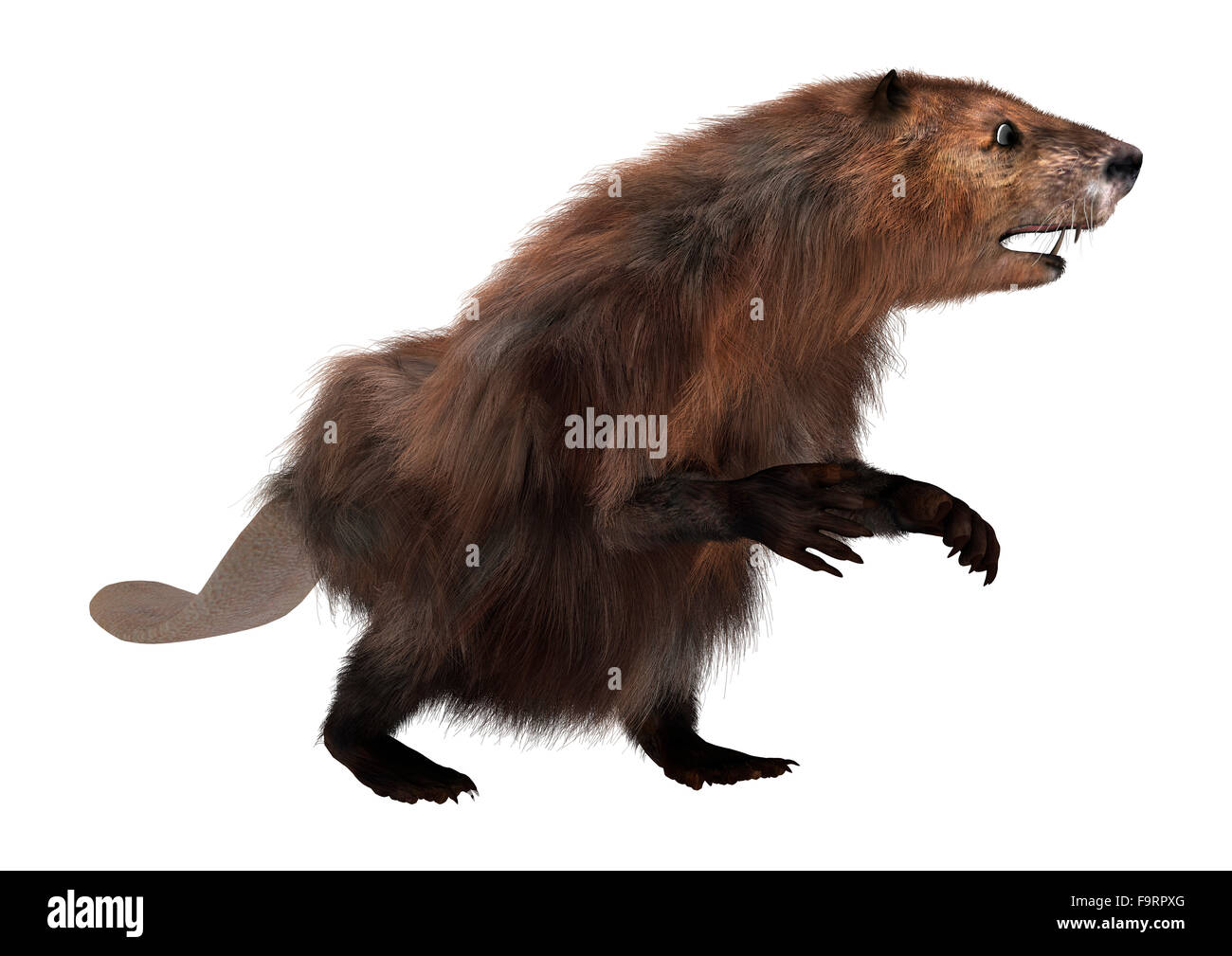 3D digital render of a North American beaver isolated on white ...