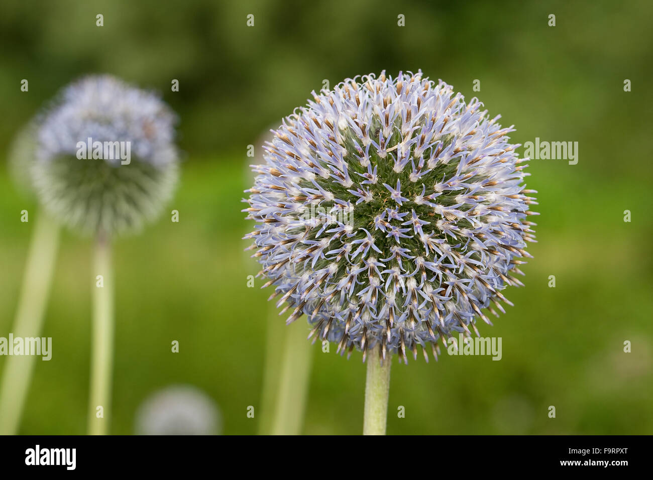 Russian thistle hi-res stock photography and images - Alamy
