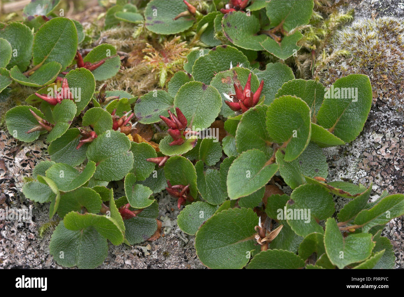 Dwarf willow salix herbacea female hi-res stock photography and images ...